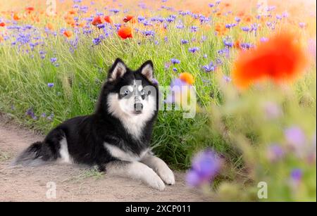 picture of a pomsky in front of nature background Stock Photo - Alamy