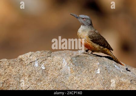 Erdspecht, (Geocolaptes olivaceus Stock Photo - Alamy