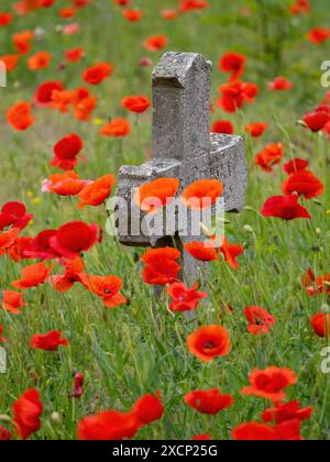 Mohn, Klatschmohn, Friedhof, Grabstein, Kreuz, Blumen, Mohnblumen Stock ...