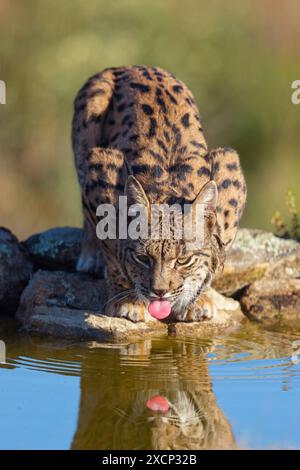 Pardelluchs, Iberischer Luchs, (Lynx pardinus), trinkt Wasser am ...