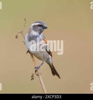 Kapsperling, (Passer melanurus), Familie der Sperlinge Stock Photo - Alamy
