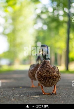 Walk like a duck Stock Photo - Alamy