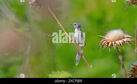 Delicate prinia (Prinia lepida) is a songbird living in the ...