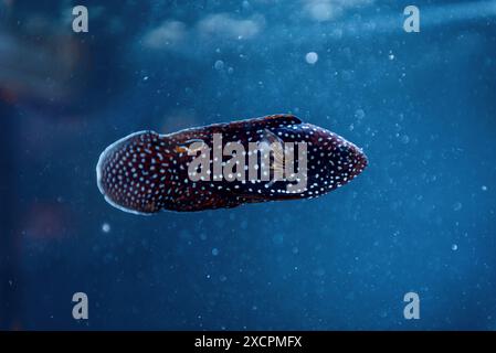 Comet fish in dark blue water. Side view of Calloplesiops altivelis ...