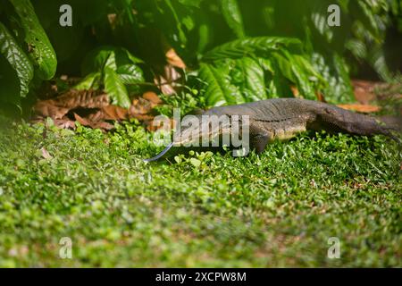 Malayan Water Monitor Lizard highly forked tongues that act as part of ...