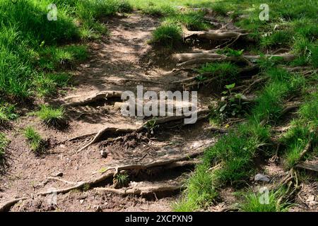 Exposed tree roots growing across a countryside path Stock Photo - Alamy