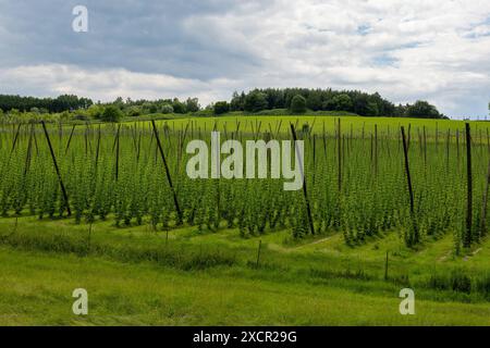 Hopfenanbau in Oberbayern Ein weitläufiges Hopfenfeld in der Hallertau ...