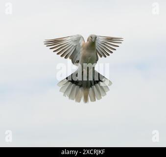 Beautiful Eurasian Collared-Dove in flight, facing the viewer Stock ...