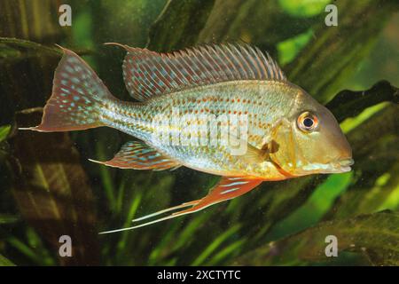 Surinam pearl cichlid, Surinam Geophagus (Geophagus surinamensis ...
