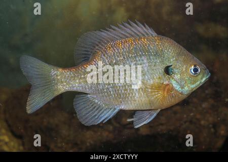 bluegill (Lepomis macrochirus), male, side view Stock Photo - Alamy