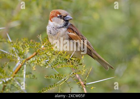 House sparrow, Passer domesticus, Morocco Stock Photo - Alamy