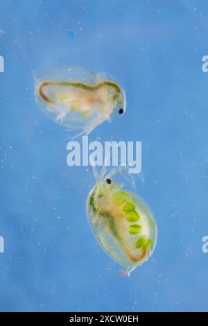 Big water flea (cf. Daphnia magna), colonized by algae, side view Stock ...