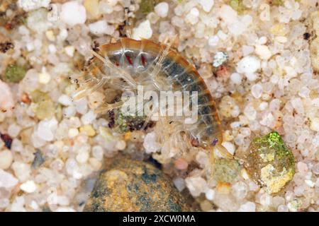 Freshwater Shrimp - Gammarus pulex Stock Photo - Alamy