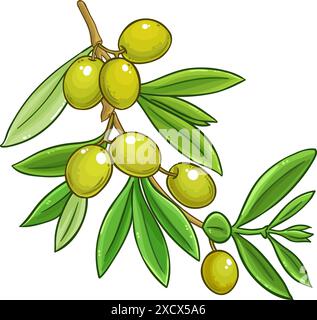 Olive Branch Colored Detailed Illustration Stock Vector Image & Art - Alamy