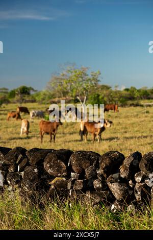 Cows standing behind a rocky fence, Chiriqui, Panama - stock photo ...
