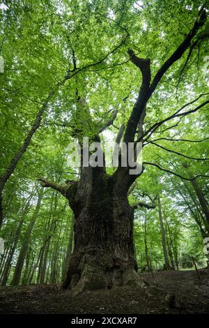 Dragon oak - placed second in the European Tree of the year 2023. Giant ...