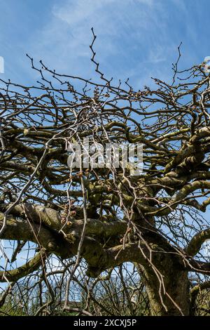 The leafless drooping branches of Ulmus glabra ‘Camperdownii’ Weeping ...