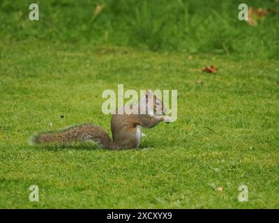 Grey squirrels spend long periods on the ground searching for food, or ...