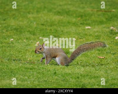 Grey squirrels spend long periods on the ground searching for food, or ...