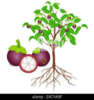 Mangosteen tree with fruits and roots on a white background Stock ...