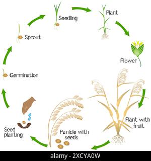 Cycle of growth of a millet plant on a white background Stock Vector ...