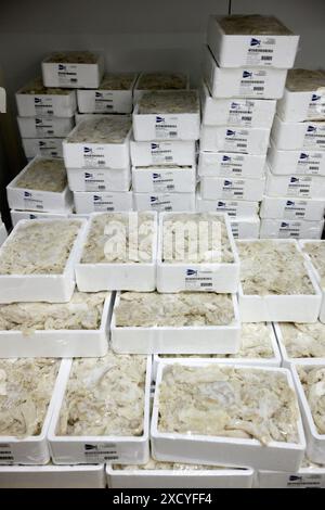 Cold-storage room, refrigerated and frozen salt cod distribution Stock ...