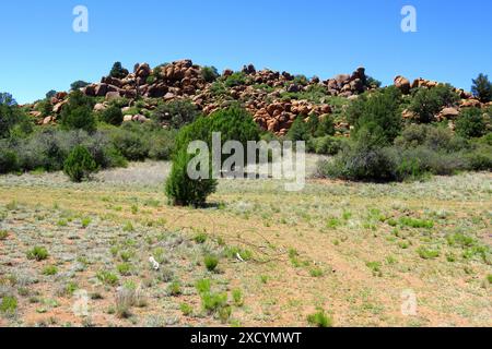 Kaibab National Forest north central in Arizona Stock Photo - Alamy