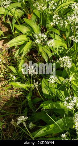 Natural food ingredient portrait of Ransomes (Allium ursinum} in their ...