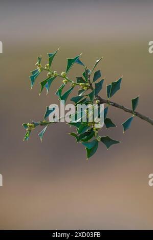 Loose quebracho In the Pampas forest, Patagonia, Argentina Stock Photo ...