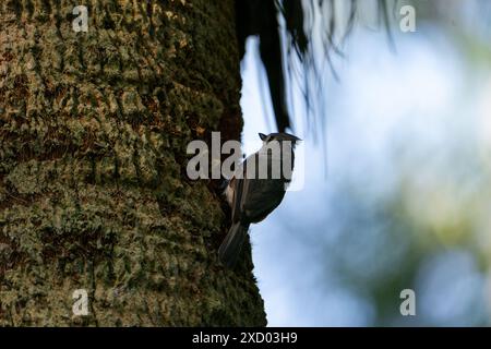 Little grey tufted titmouse bird perched on a branch Stock Photo - Alamy