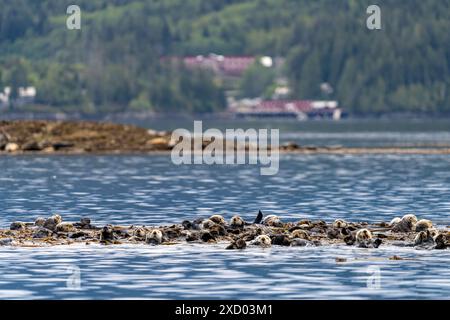 A raft of male sea otters off Telegraph Cove, Vancouver Island,First ...