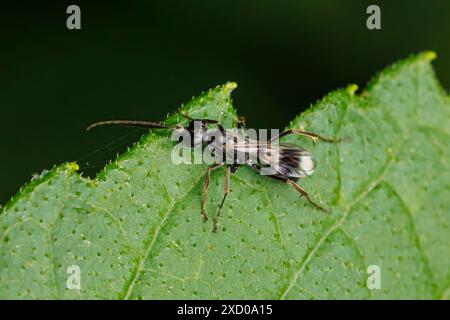 Spider Wasps (Pompilidae) Insecta Stock Photo - Alamy