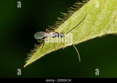 Braconid Wasp (Braconidae) - Female Stock Photo - Alamy