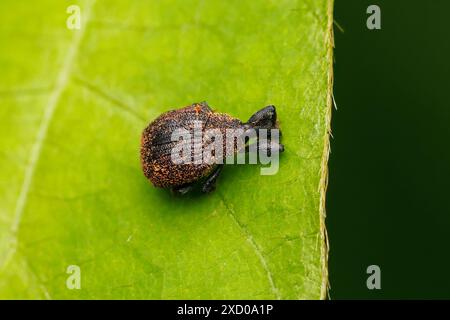 Yellow Poplar Weevil (Odontopus calceatus Stock Photo - Alamy
