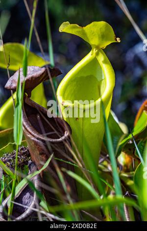 Pitcher plant Nepenthes chaniana. Sarawak, Borneo, Malaysia Stock Photo ...