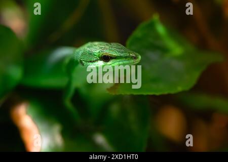 Side view of a Sakishima grass lizard sticking its tongue out to smell ...