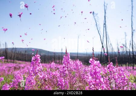 Stunning display of Fireweed flowers in full bloom during summer time ...