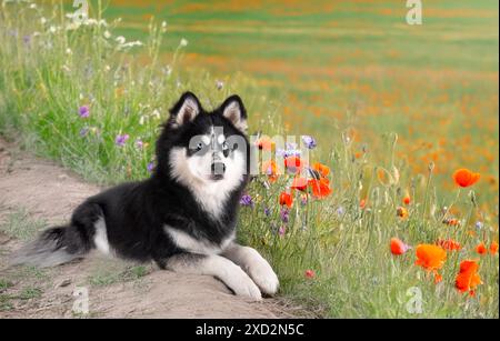 picture of a pomsky in front of nature background Stock Photo - Alamy