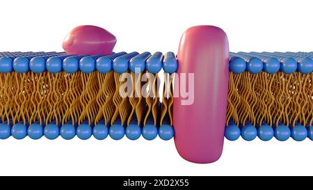 3d rendering of lipid monolayer is a type of cell membrane in which the ...