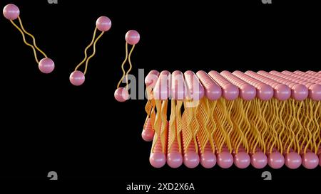 3d rendering of lipid monolayer is a type of cell membrane in which the ...