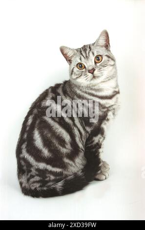 Portrait of the colorpoint British Shorthair cat Stock Photo - Alamy
