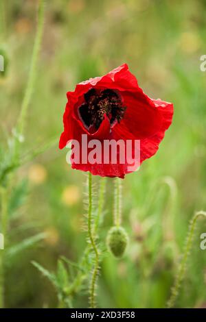 Vibrant red poppy in sharp macro focus highlighting delicate crinkled ...