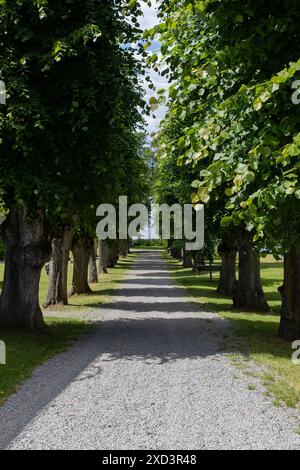 Grove in the shade on a sunny day in the italian countryside with a ...