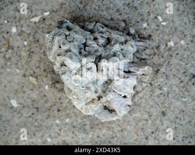 Fossilized coral branches and fragments offer insights into ancient ...