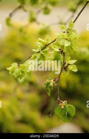 Fresh green (Ulmus glabra 'Camperdownii) leaves sprouting on tree ...