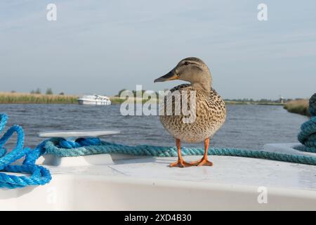 Mallard duck on the deck of a holiday cruising boat hoping to be fed ...