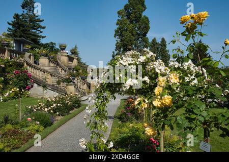 Insel Mainau, Sommer im italienischen Rosengarten am Palmenhaus ...