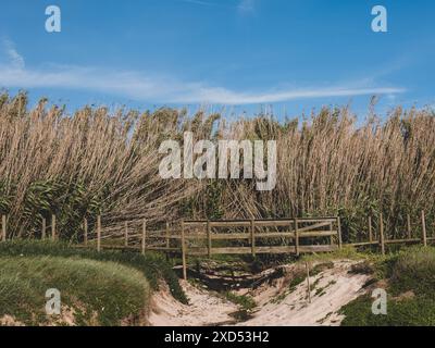 a bridge over a ditch with long dry reed Stock Photo - Alamy