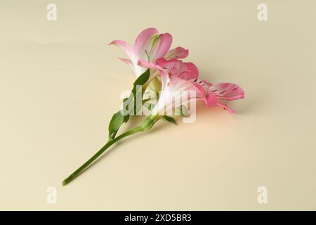 Beautiful pink Alstroemeria flowers on a pink background. Place for ...