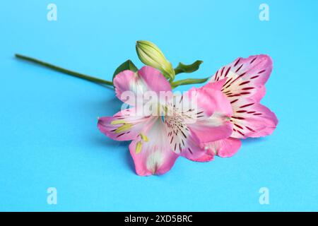 Beautiful alstroemeria flowers on light blue background Stock Photo - Alamy